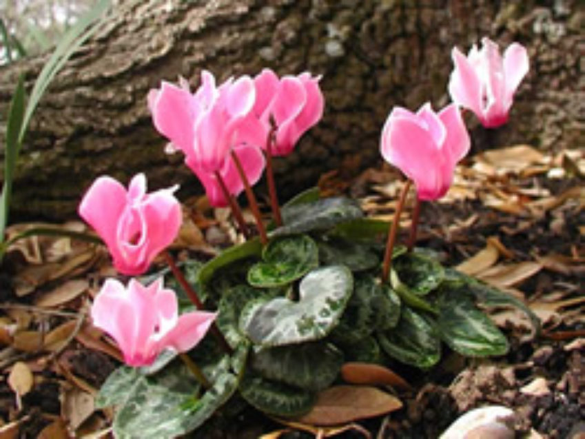 How To Cope With Rooty, Shady Areas Under Trees & Large Conifers - ALDA ...