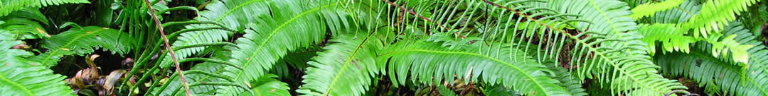 How To Cope With Rooty, Shady Areas Under Trees & Large Conifers - ALDA ...