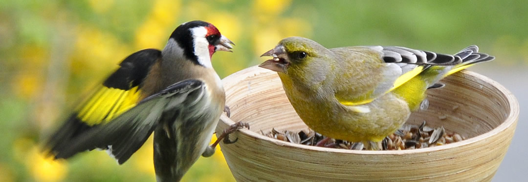 Attracting Birds To Your Garden Alda Landscapes