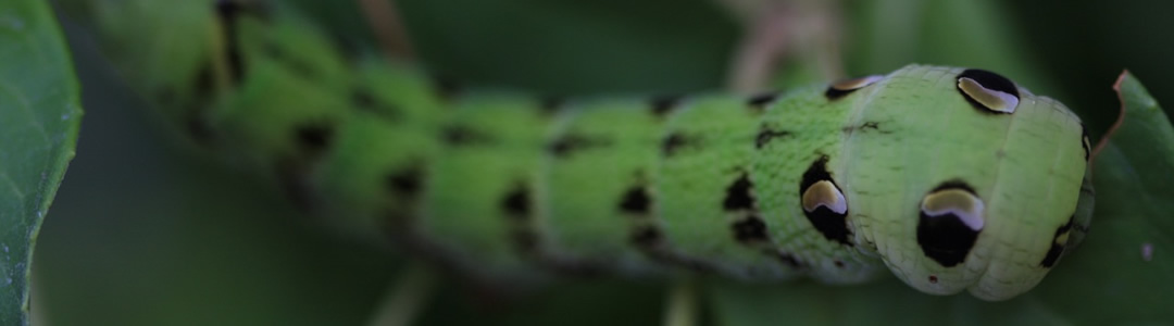 How To Attract Insects To Your Garden - ALDA Landscapes