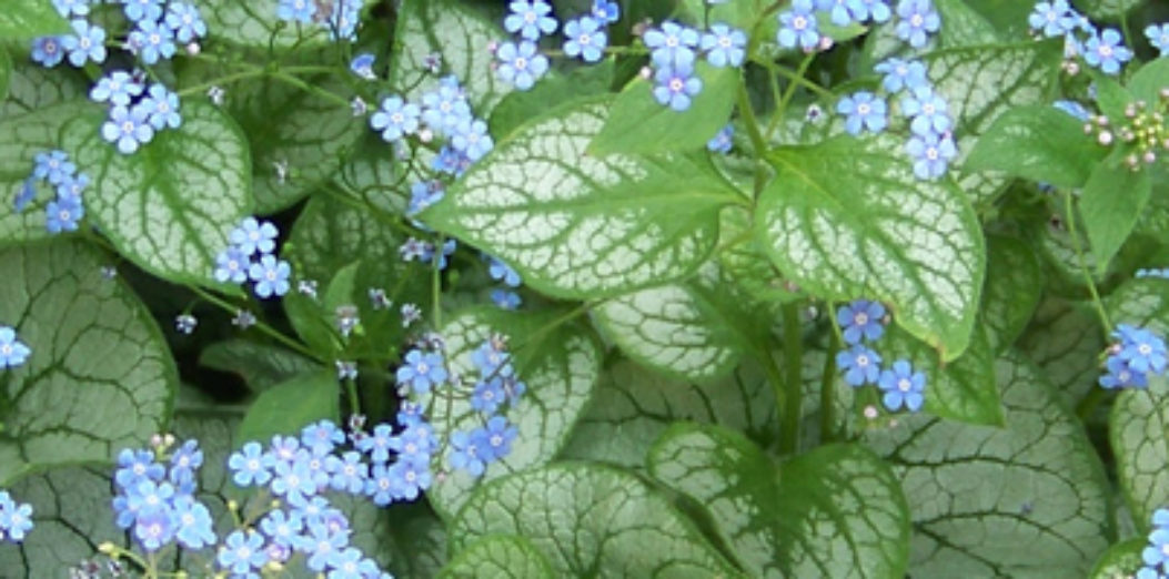 Plant Focus: Brunnera macrophylla ‘Jack Frost’ - ALDA Landscapes