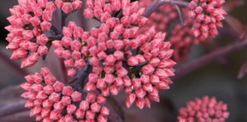 Sedum ‘Jose Aubergine’ - ALDA Landscapes