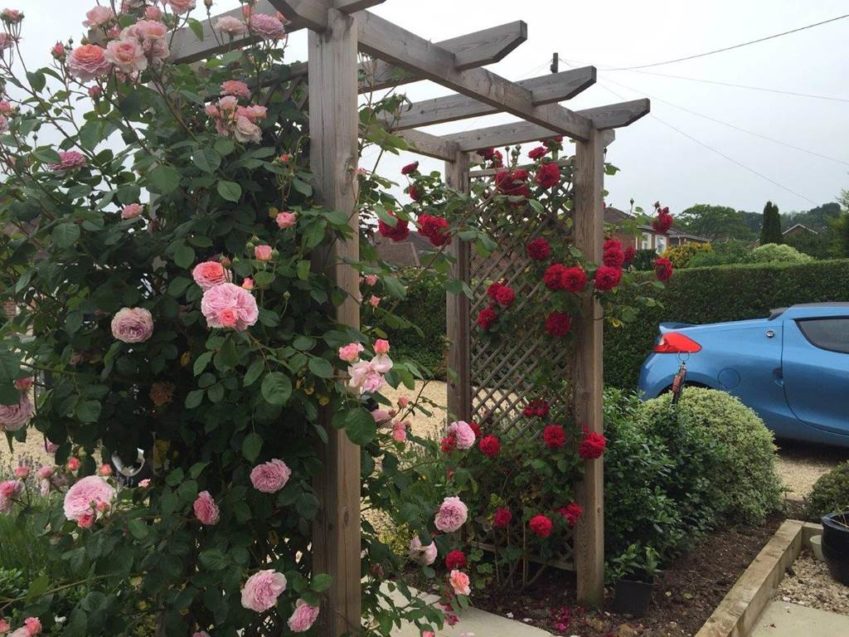 Where to Use Roses - ALDA Landscapes
