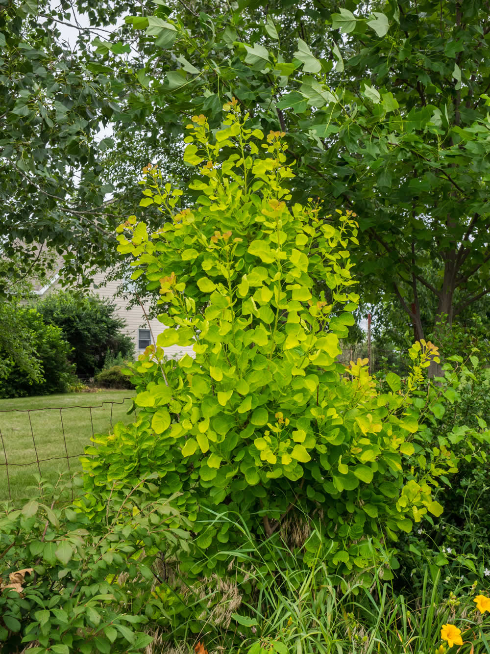 Plant Focus: Cotinus coggygria ‘Golden Spirit’ - ALDA Landscapes