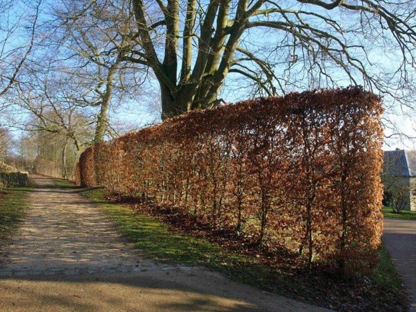 How to Look After Your New Hedge - ALDA Landscapes