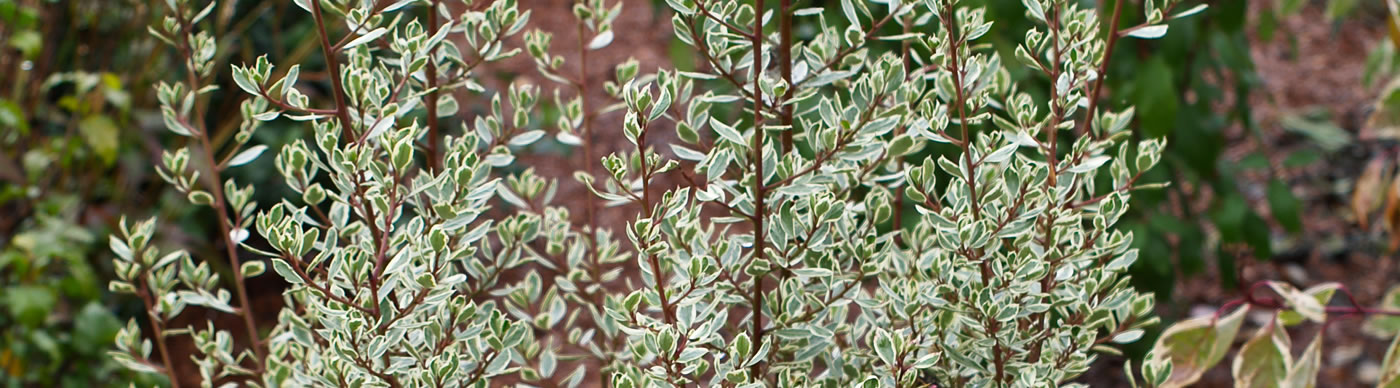 What to plant in a narrow border (by a boundary or fence) - ALDA Landscapes