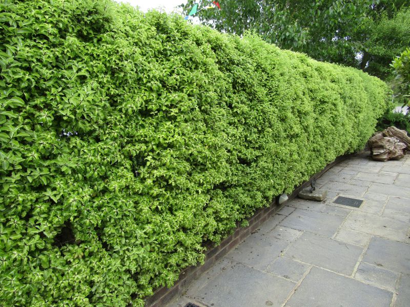 Plant Focus Pittosporum Tenuifolium Its Cultivars ALDA Landscapes