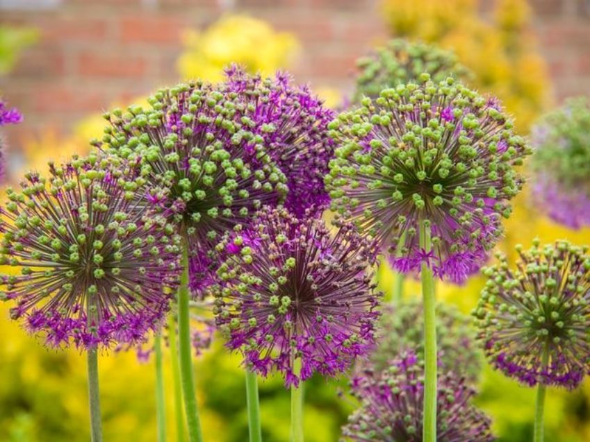 Plant Focus: Ornamental Alliums - ALDA Landscapes