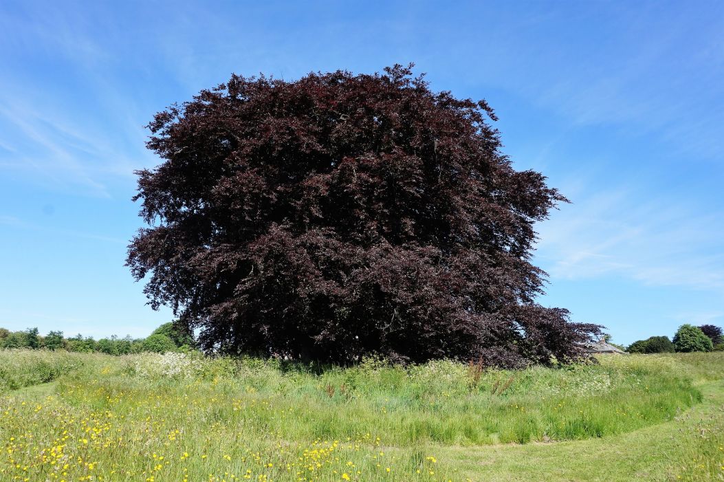 Copper Beech (Fagus sylvatica f. purpurea) - ALDA Landscapes