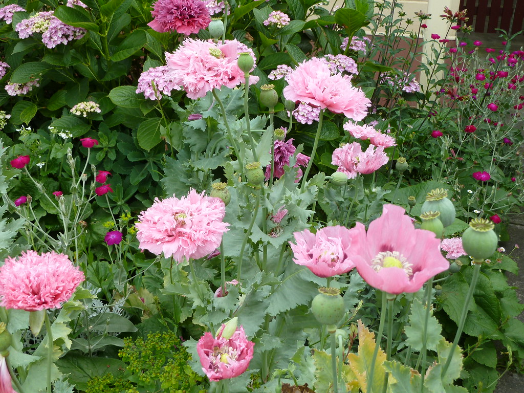 Using colour in your garden - ALDA Landscapes
