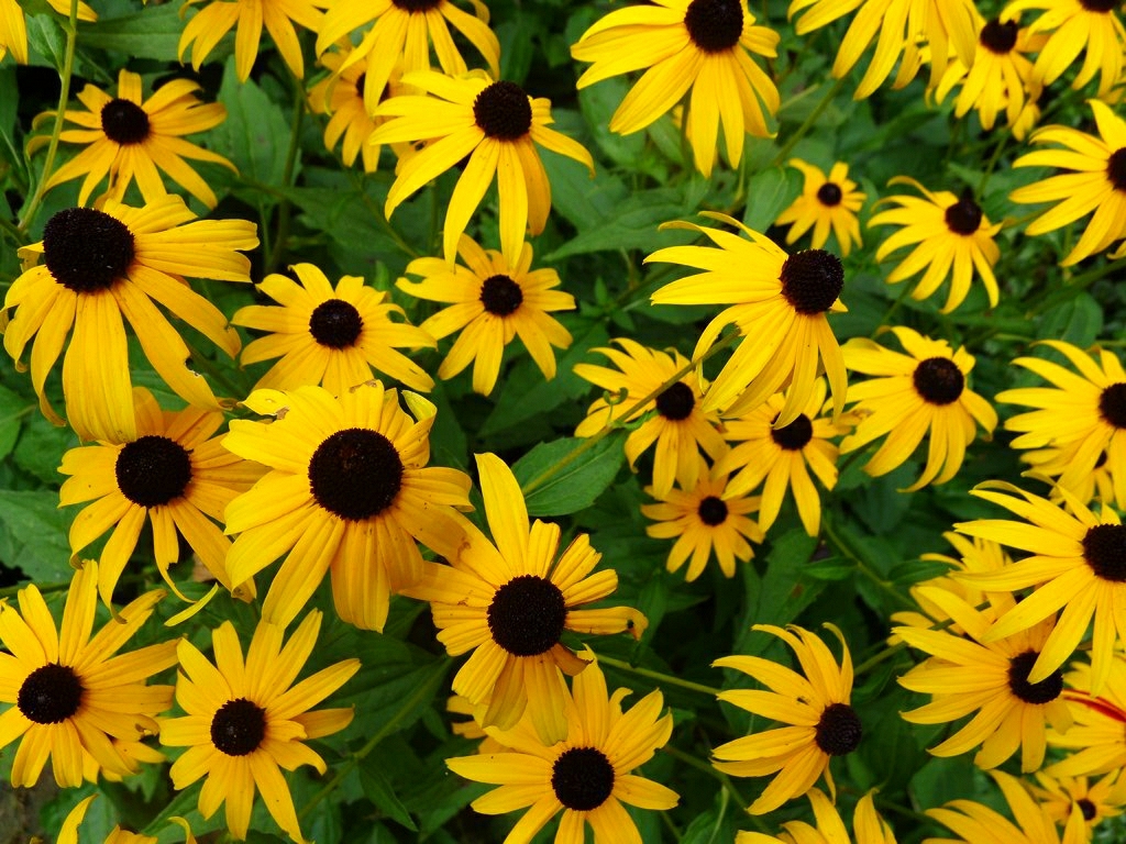 Designing with plant shape and form - ALDA Landscapes