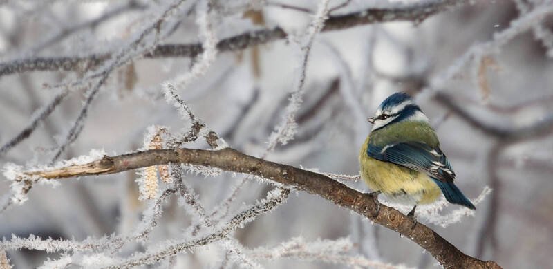 Plants for Winter Wildlife - ALDA Landscapes