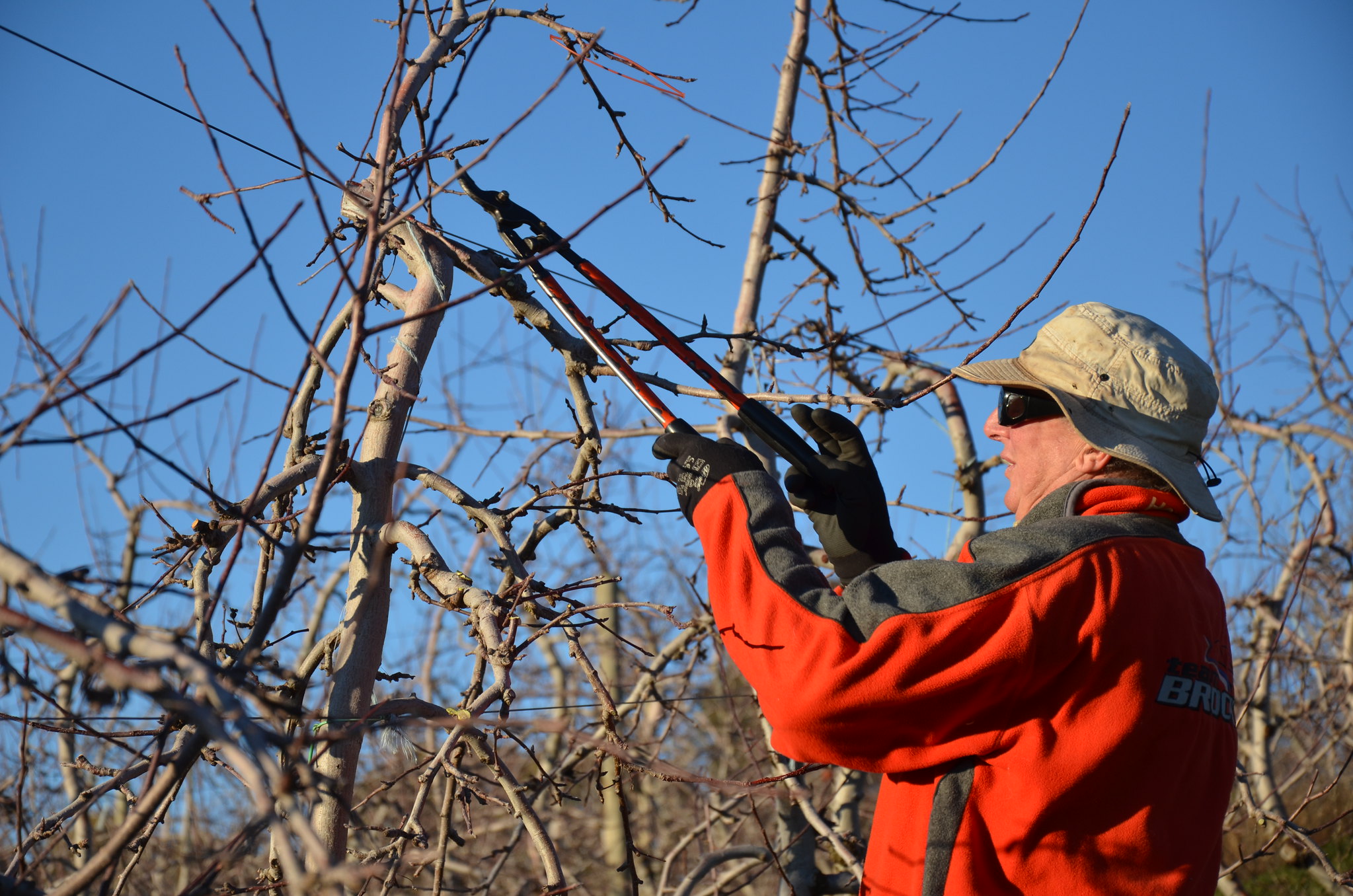 How to Look After Your Fruit Trees - ALDA Landscapes