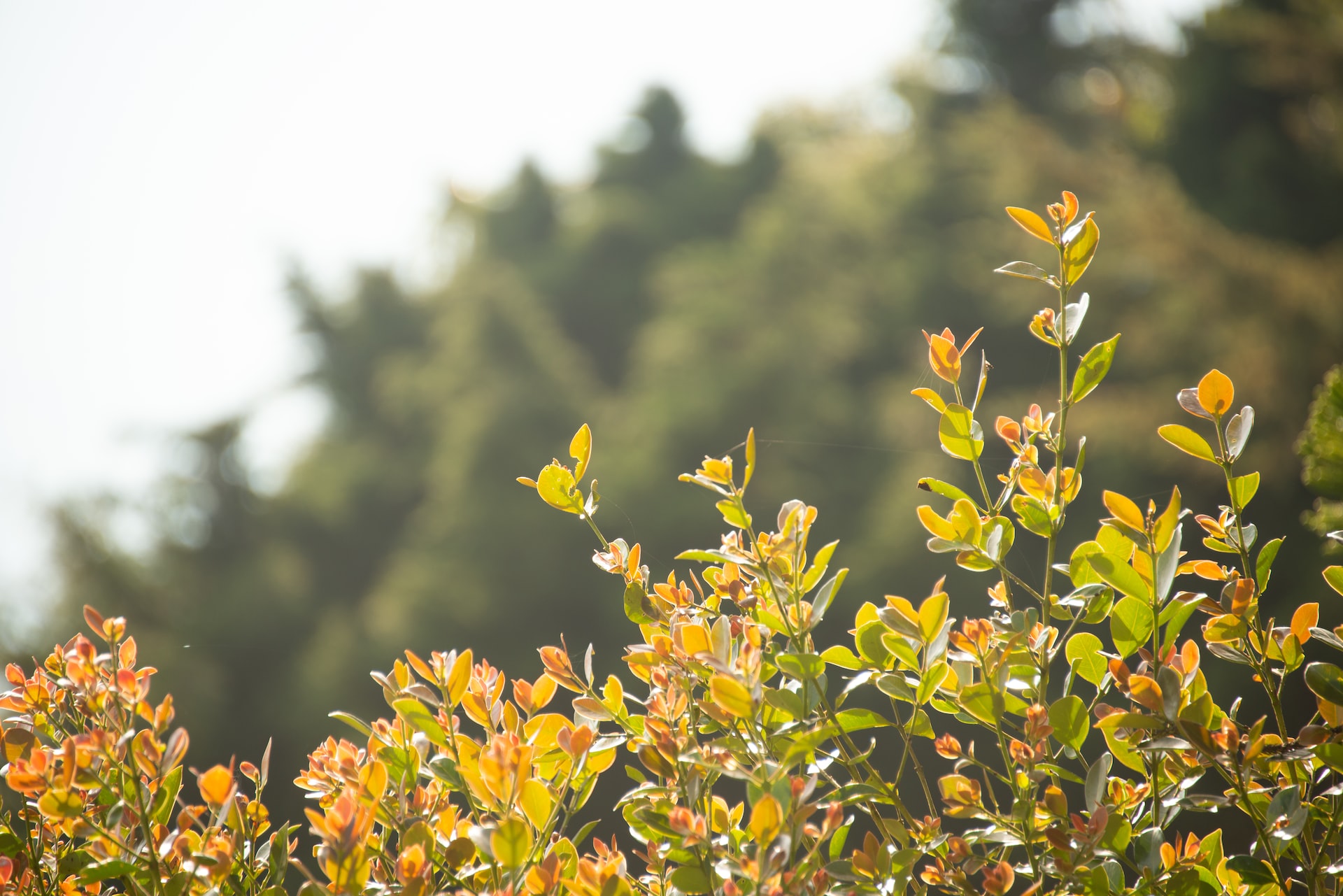 How to Look After Your New Hedge - ALDA Landscapes