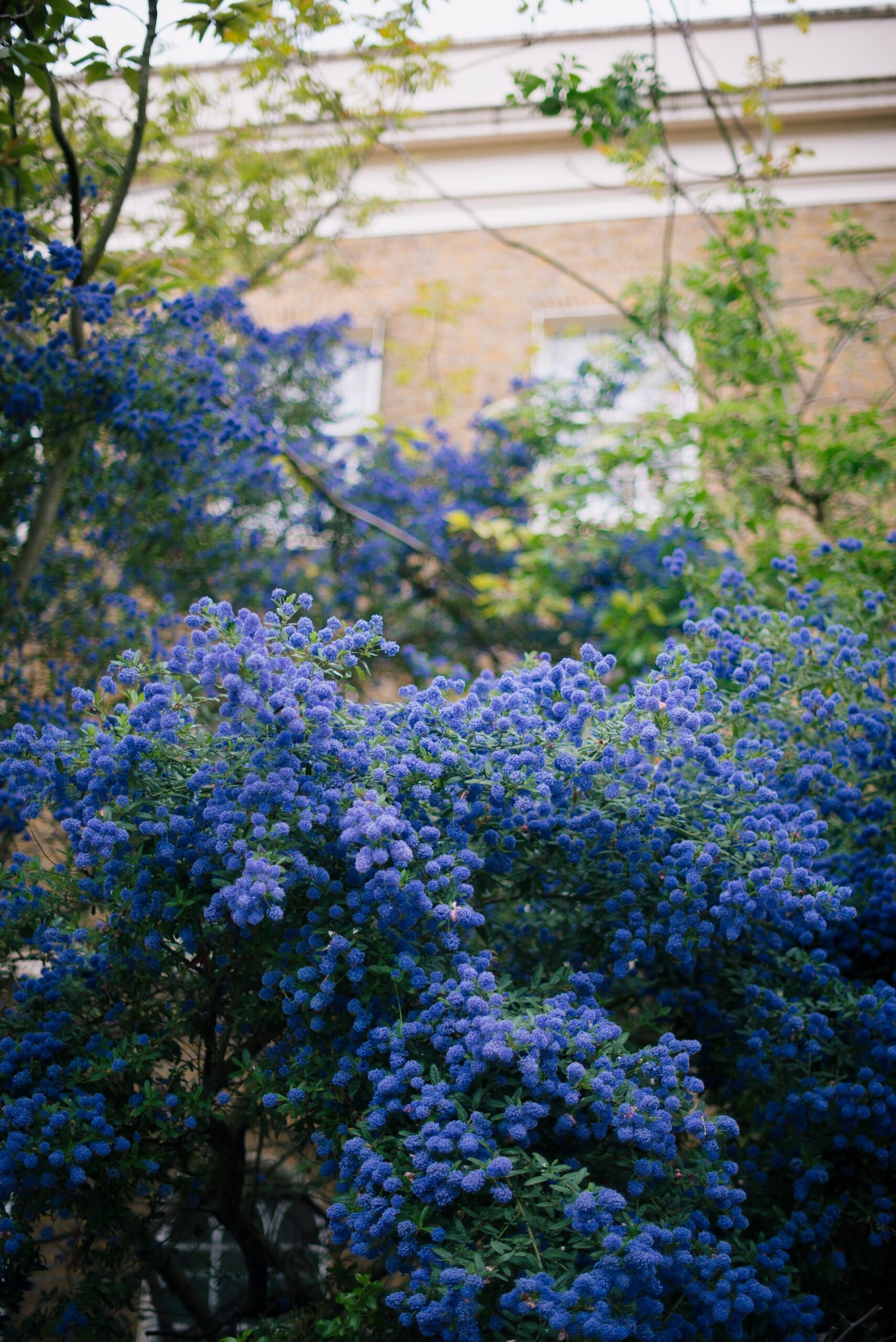 How to Look After Your Shrubs - ALDA Landscapes