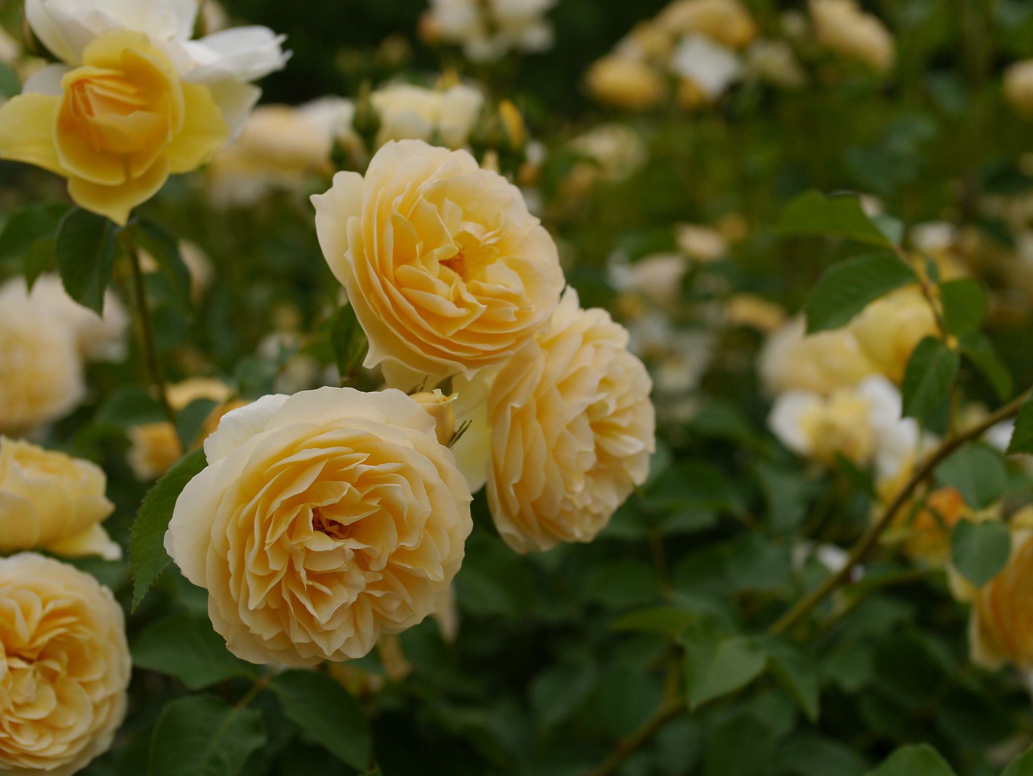 Types of Roses - ALDA Landscapes