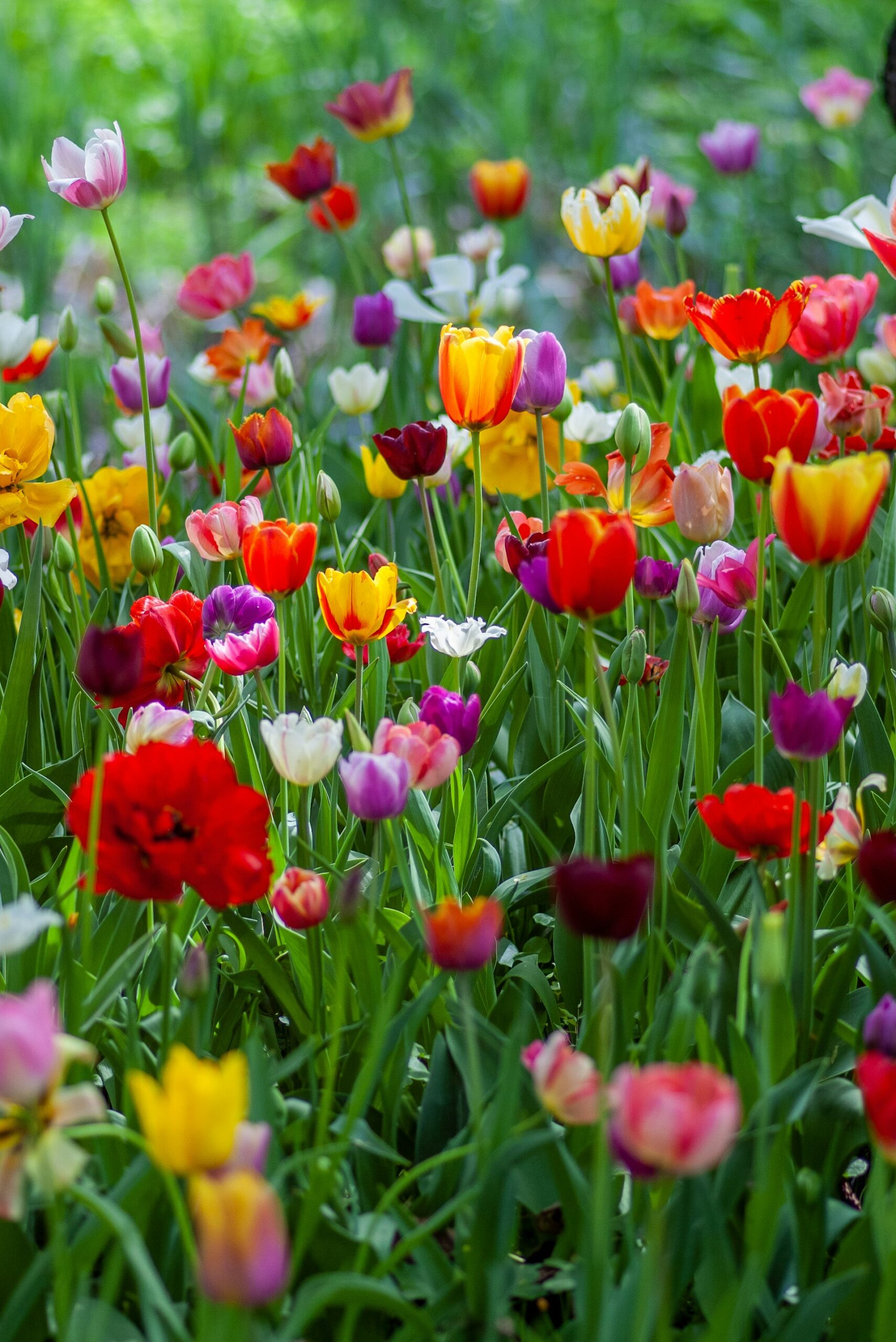 April Plant of the Month: Tulips - ALDA Landscapes